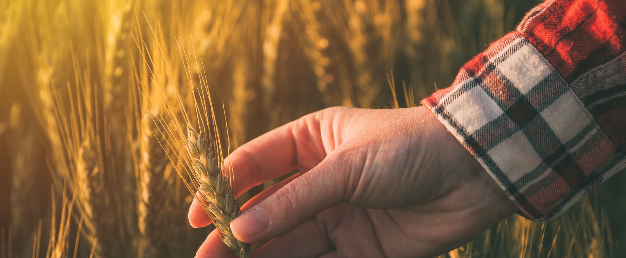 A eficiência do Pims Multicultivo 12.1.24 na agricultura - Produtos TOTVS